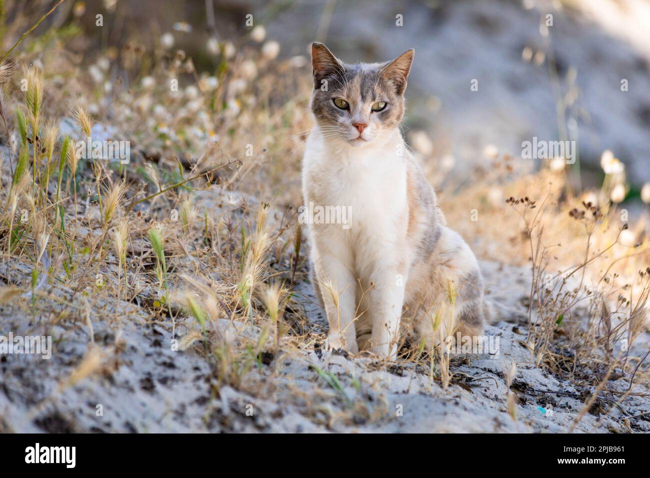 Stray calico cat sitting outdoors on the Greek island Thasos Stock ...
