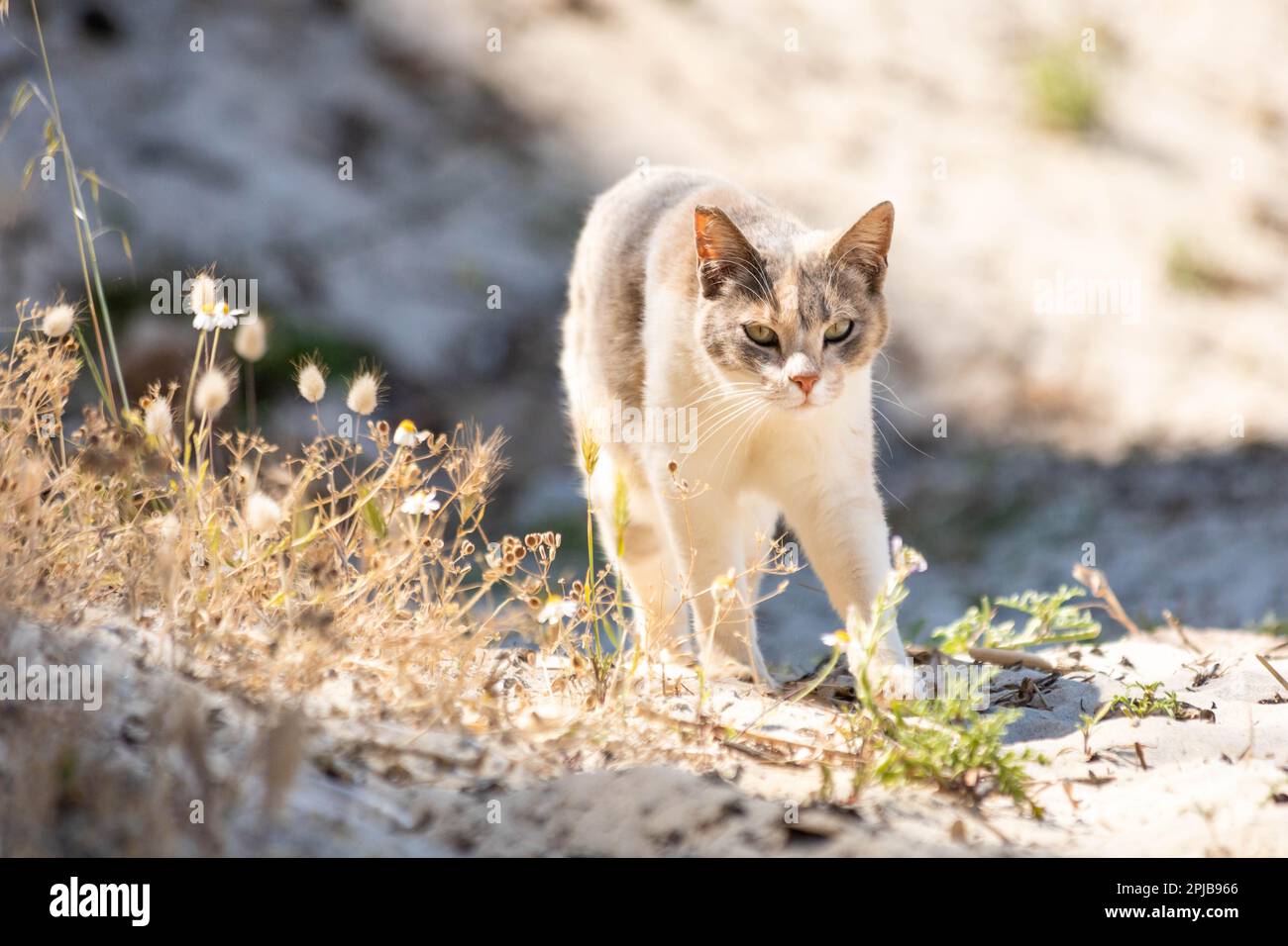 Stray calico cat standing outdoors on the Greek island Thasos Stock ...