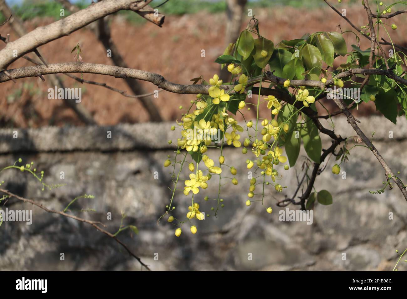 Blossomed golden shower tree or Kanikonna in Malayalam. The flowers are of ritual importance in ...