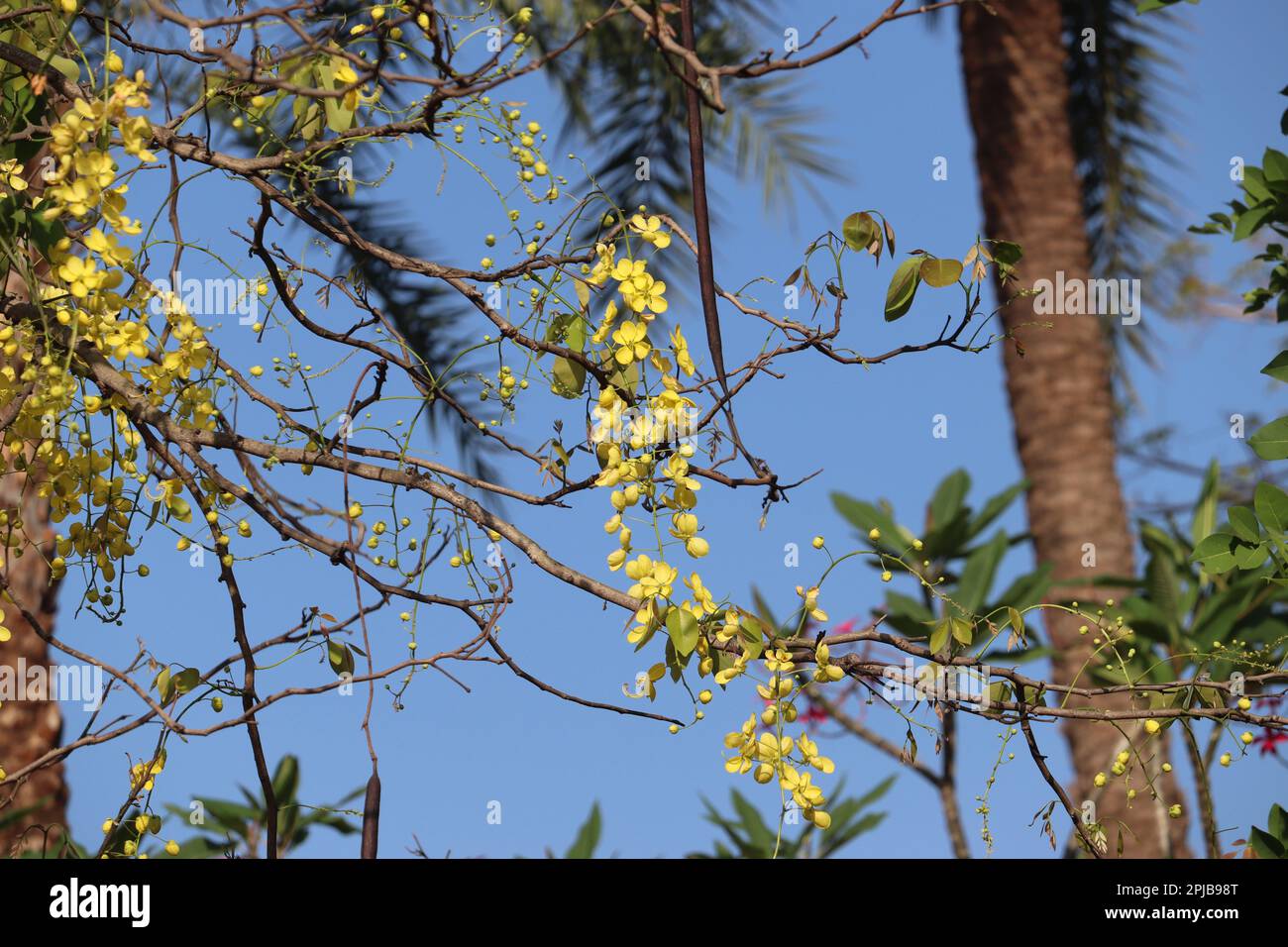 Blossomed golden shower tree or Kanikonna in Malayalam. The flowers are of ritual importance in ...