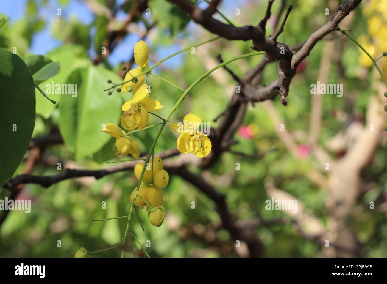 Blossomed golden shower tree or Kanikonna in Malayalam. The flowers are of ritual importance in ...