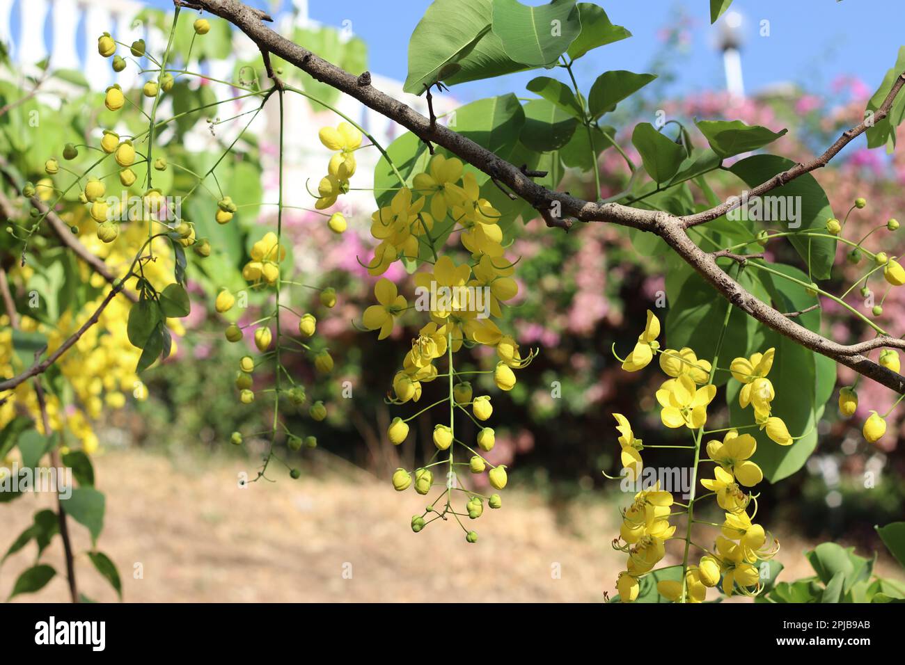 Blossomed golden shower tree or Kanikonna in Malayalam. The flowers are of ritual importance in ...