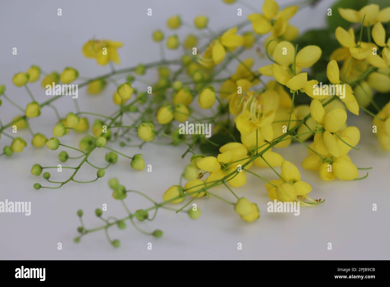 Kani konna poovu hi-res stock photography and images - Alamy