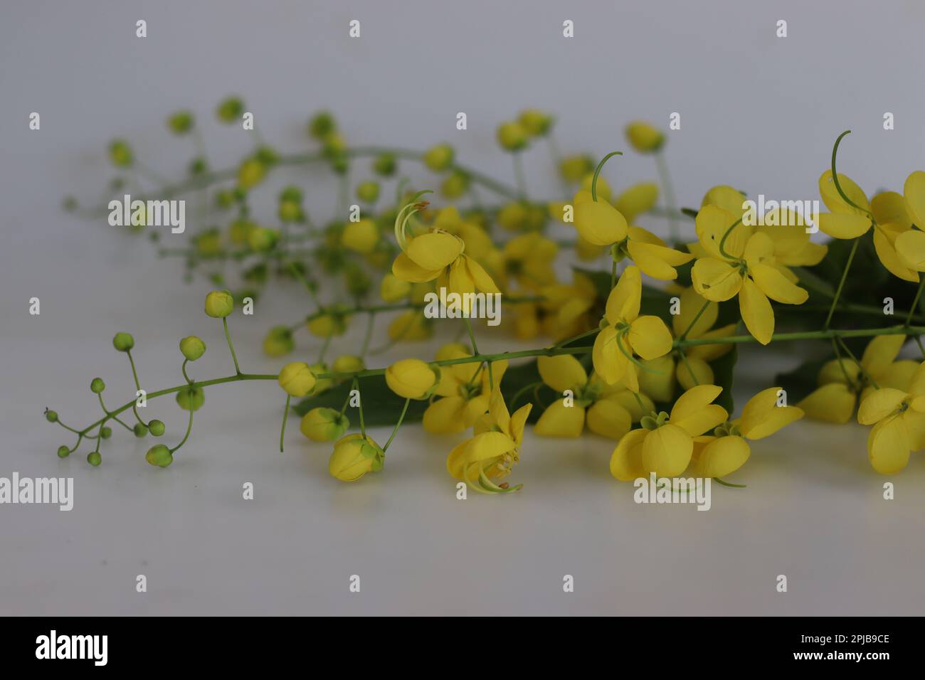 Cassia fistula flower, also known as the golden shower or indian ...