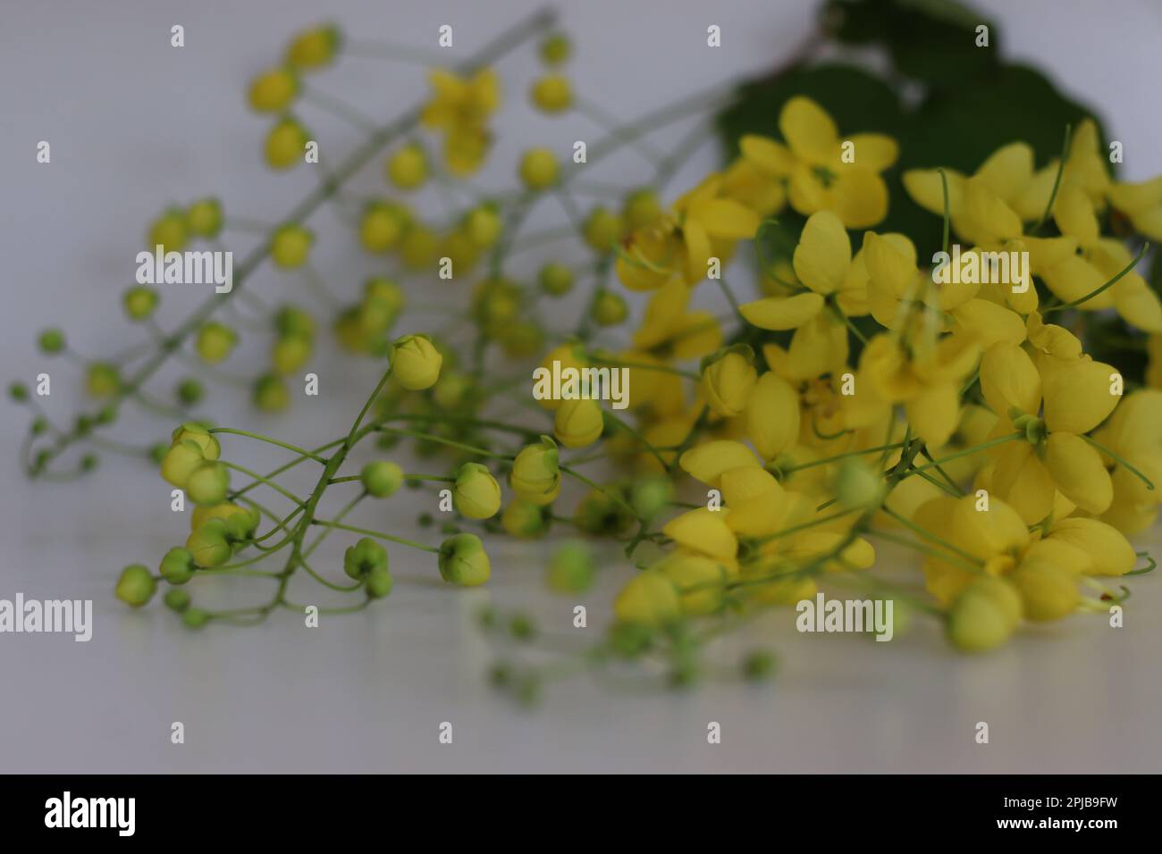 Cassia fistula golden shower purging cassia indian laburnum kani konna ...