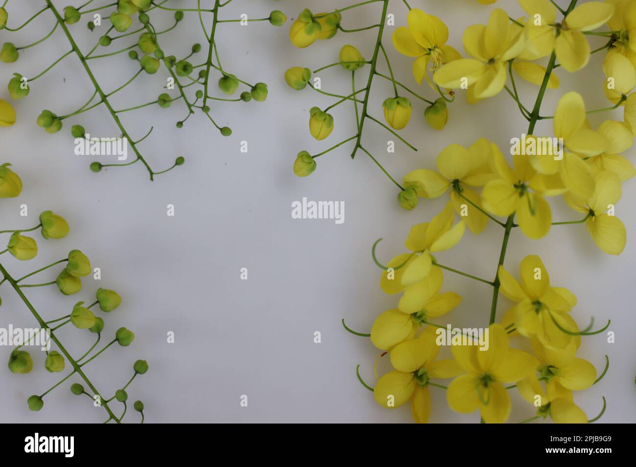Cassia fistula flower, also known as the golden shower or indian ...