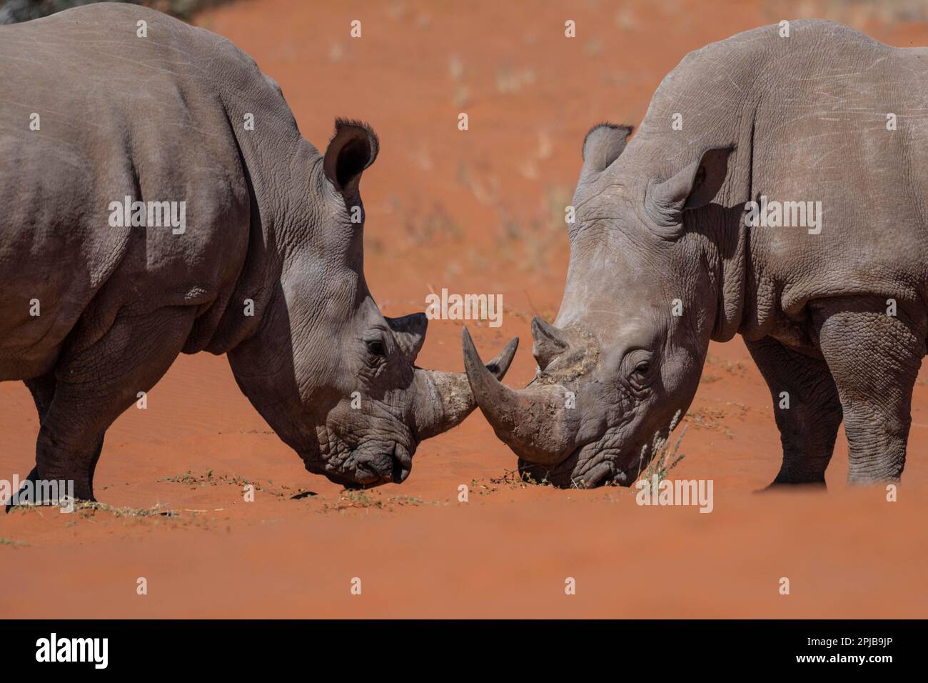 2 white rhinoceroses (Ceratotherium simum) face each other, Hardap ...