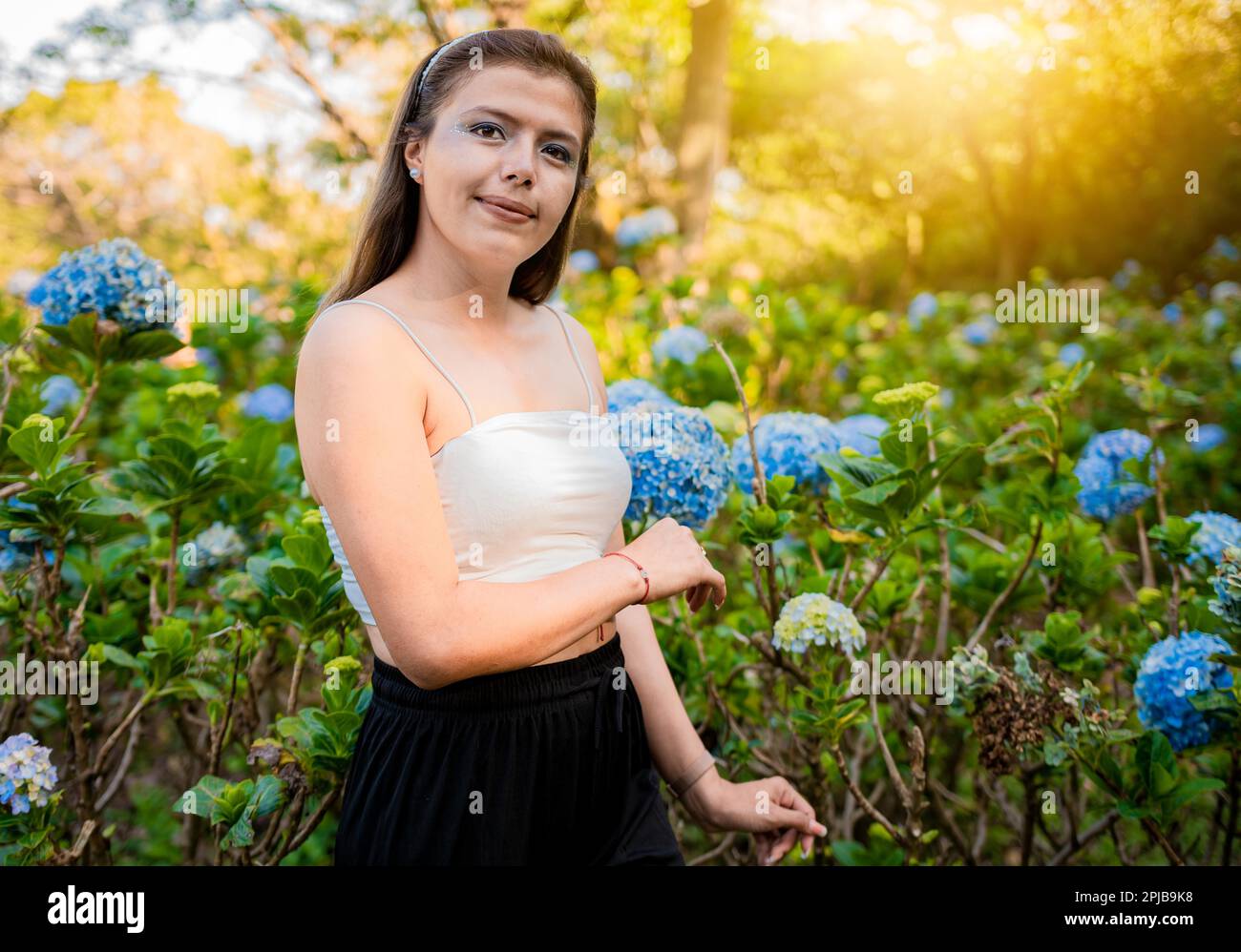 Hydrangea field hi-res stock photography and images - Alamy