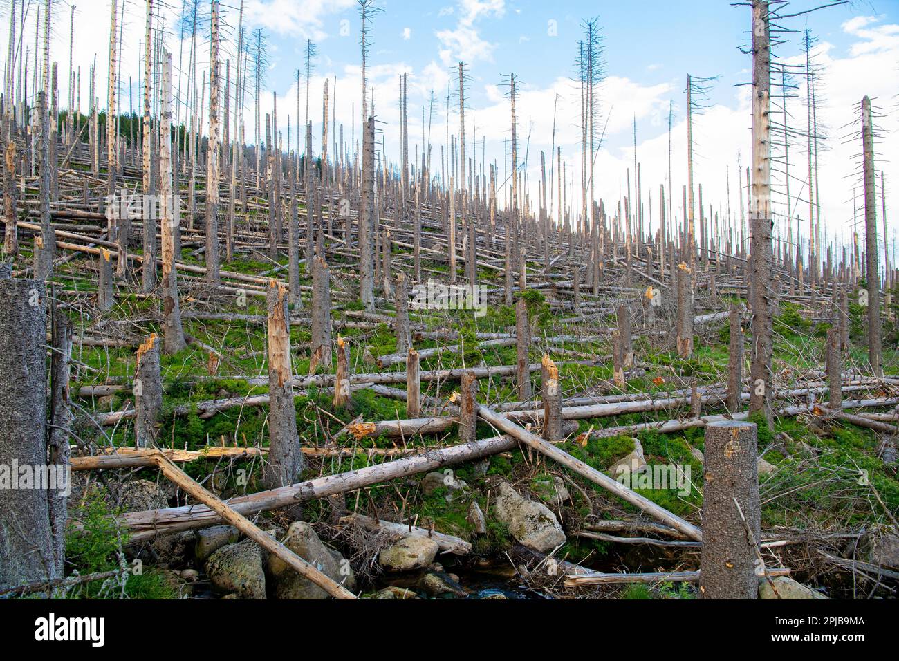 Spruce monoculture, standing and lying dead spruces after bark beetle ...