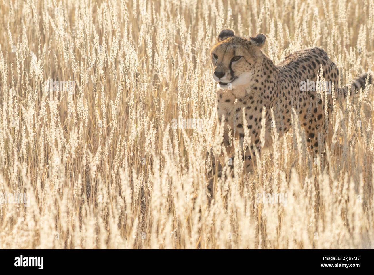 Cheetah running in kalahari hi-res stock photography and images - Alamy