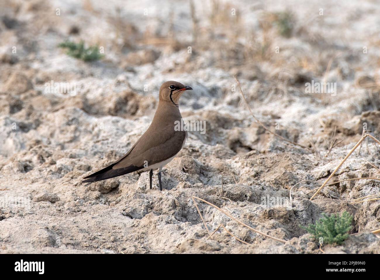 Collared pratincole (Glareola pratincola), also known as the common ...