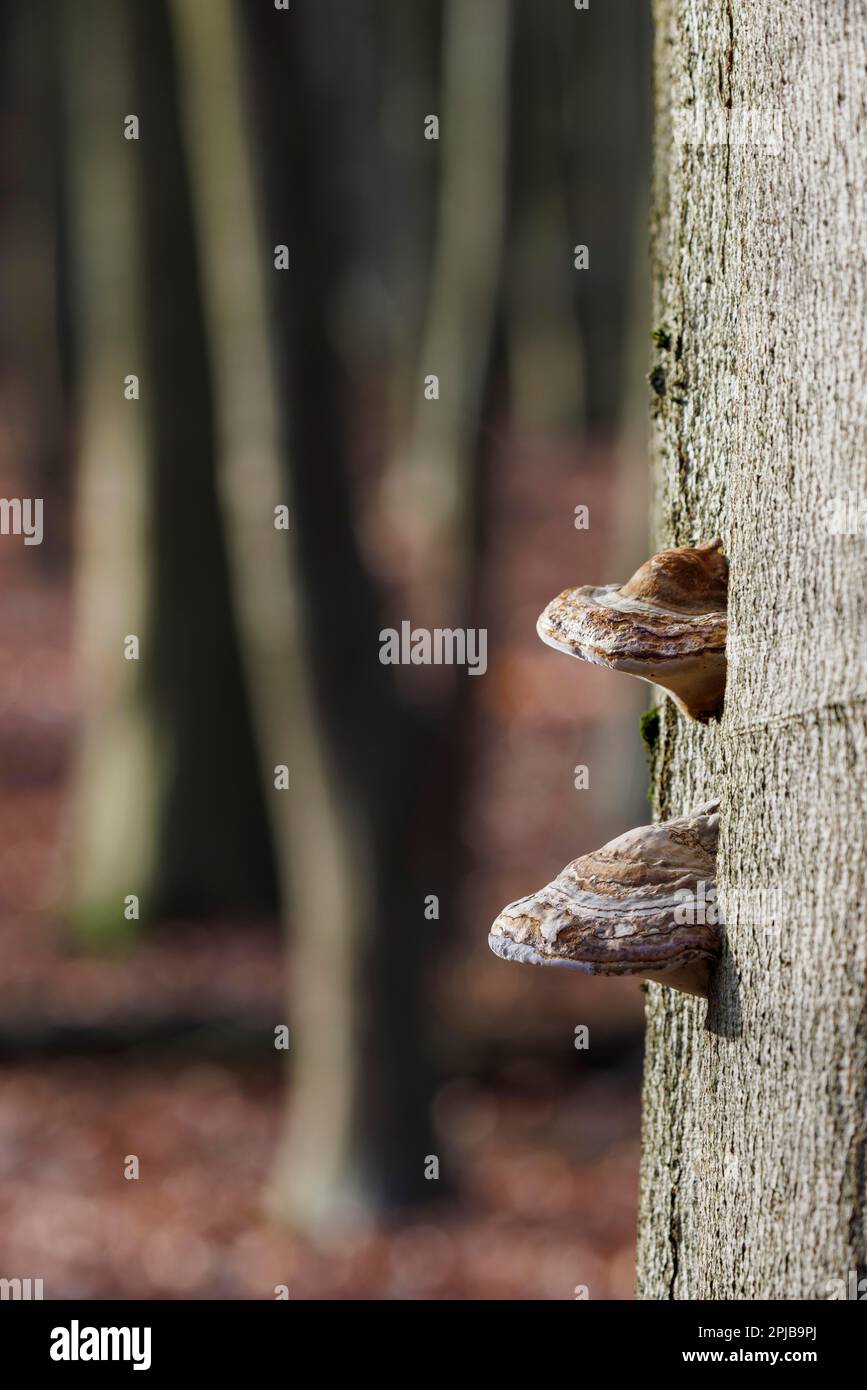 Dry rot on a beech tree, Germany Stock Photo - Alamy