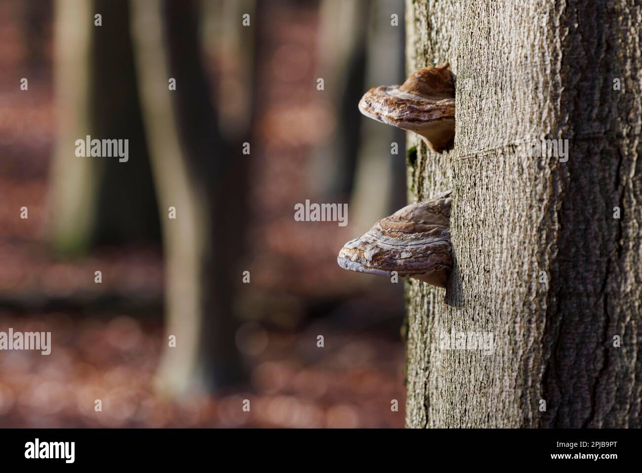 Dry rot tree hi-res stock photography and images - Alamy