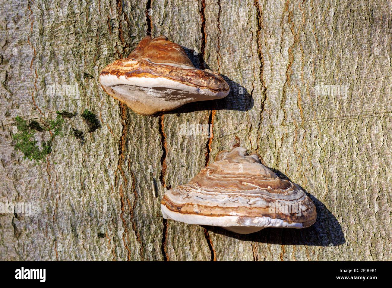 Dry rot tree hi-res stock photography and images - Alamy
