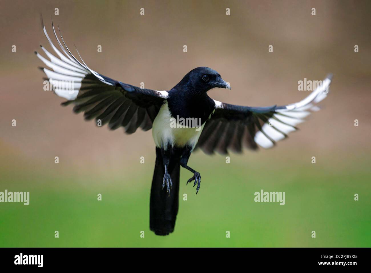 European magpie (Pica pica), Germany Stock Photo - Alamy