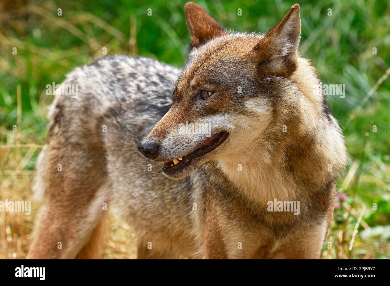 Gray wolf (Canis lupus), animal portrait, Germany Stock Photo - Alamy