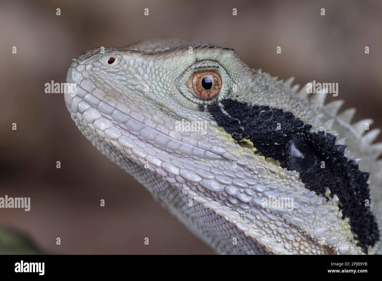 Adult bearded dragon hi-res stock photography and images - Alamy