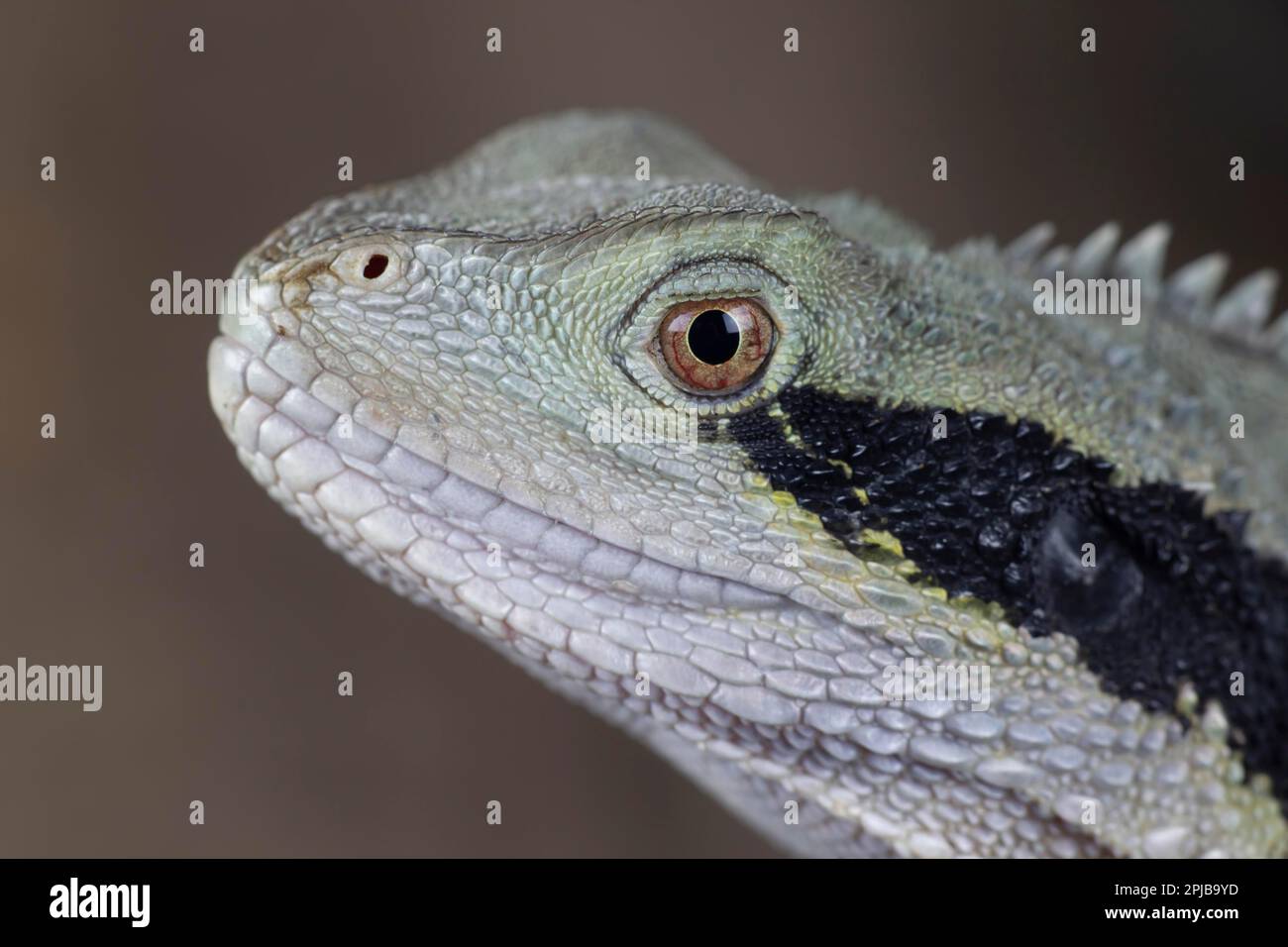 Bearded Dragon (Pogona Vitticeps) adult lizard animal head portrait ...