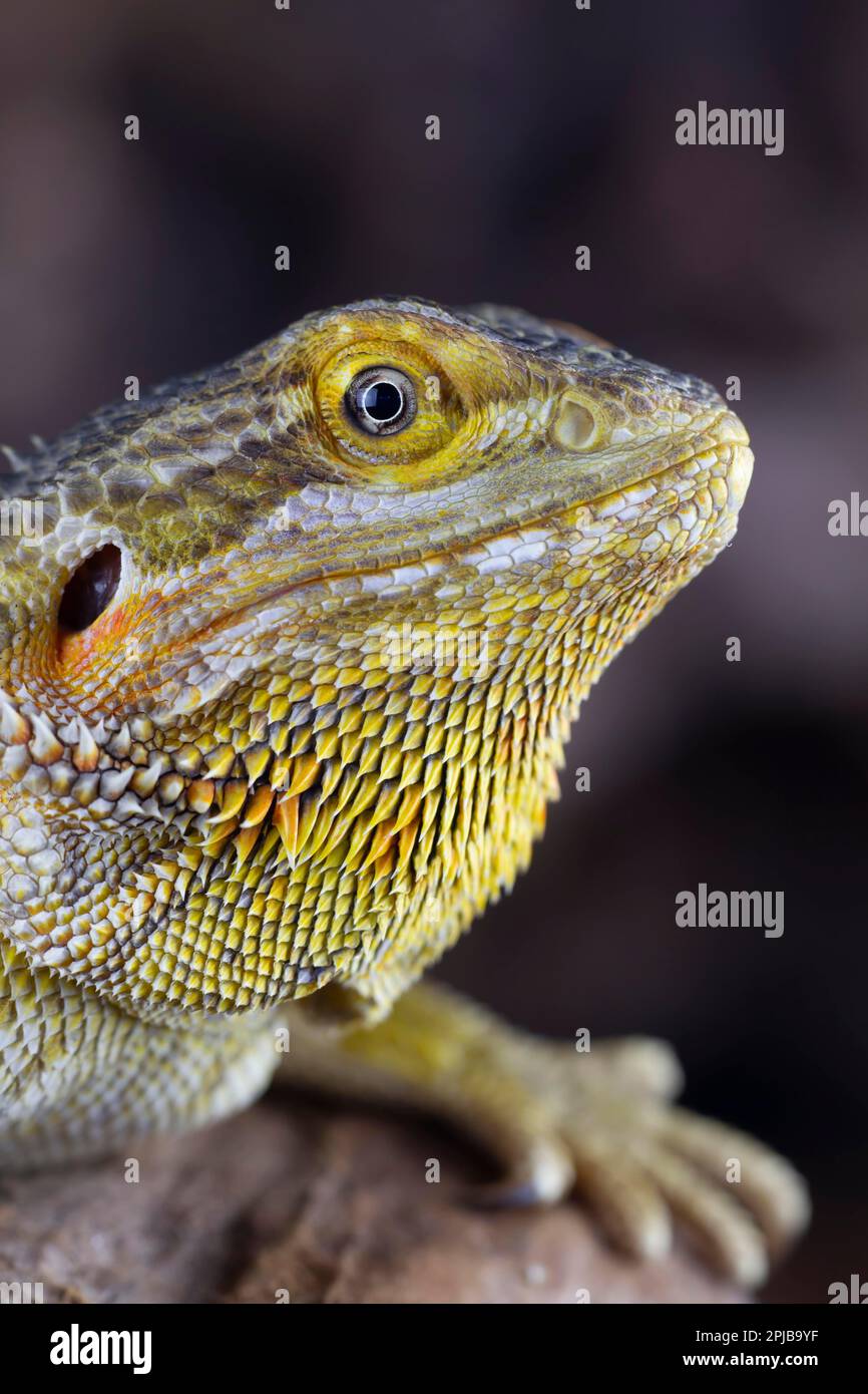 Bearded Dragon (Pogona Vitticeps) adult lizard animal head portrait ...