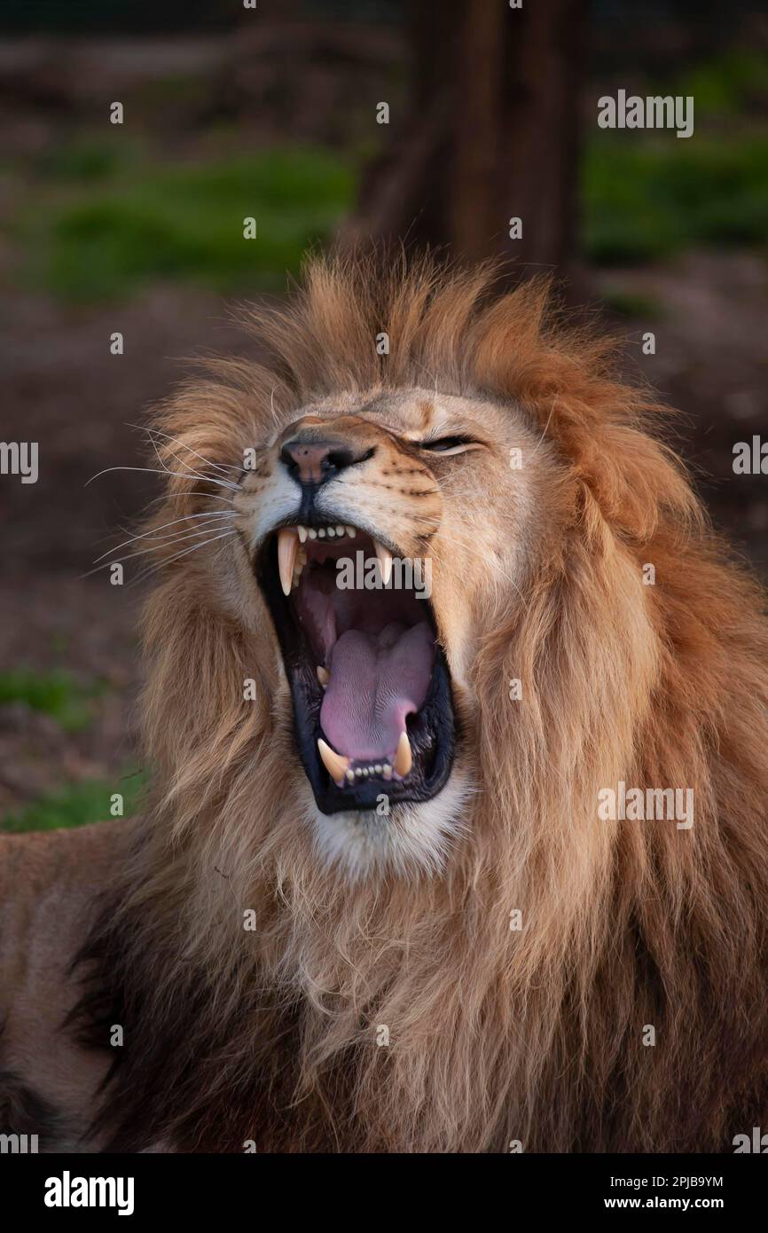 African lion (Panthera leo) adult male animal roaring, England, United ...