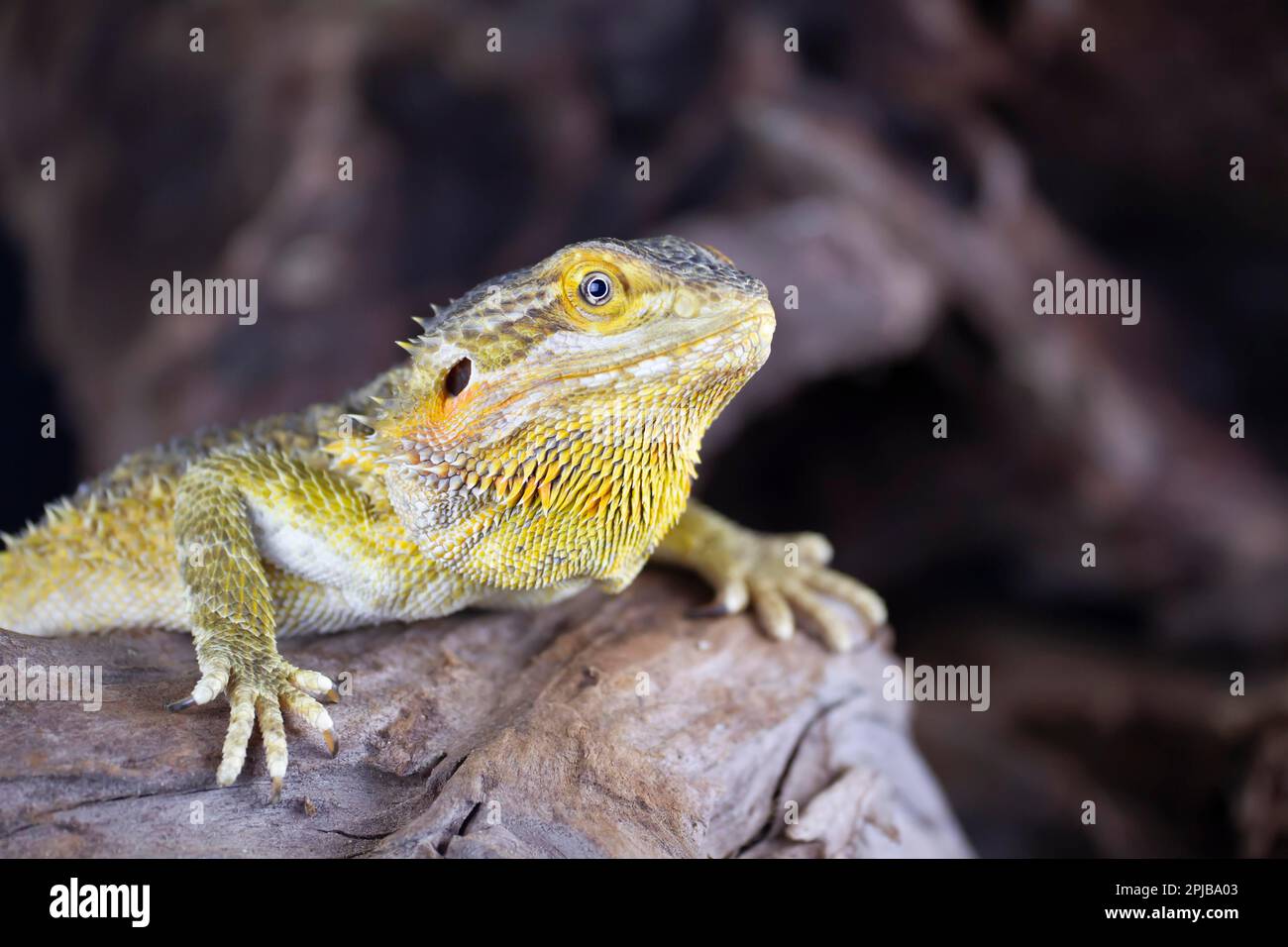 Bearded Dragon (Pogona Vitticeps) adult lizard animal portrait, England ...