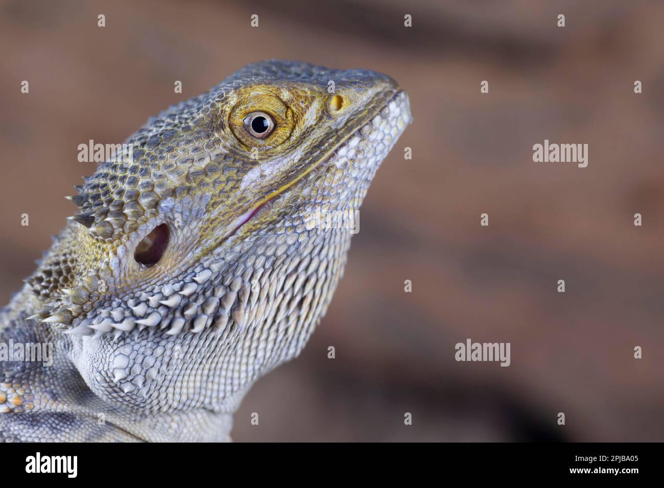 Bearded Dragon (Pogona Vitticeps) adult lizard animal head portrait ...