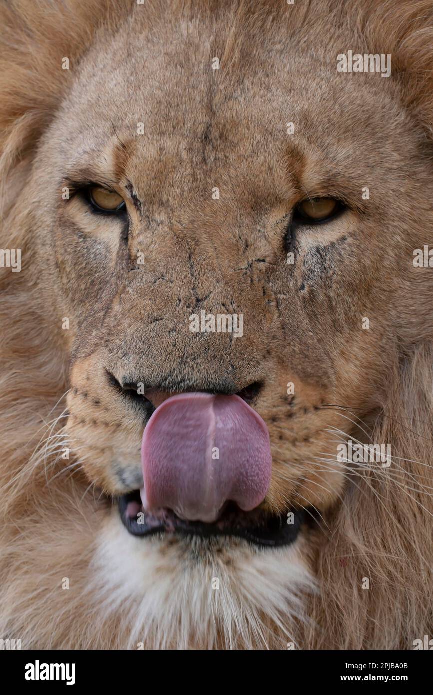 African lion (Panthera leo) adult male animal licking its nose with its ...