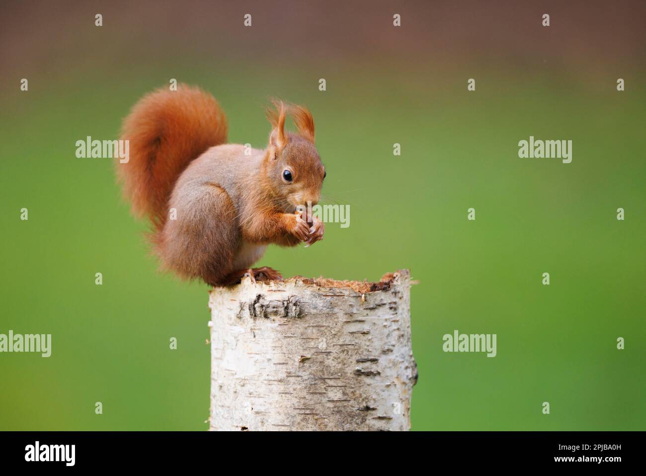 German squirrel hi-res stock photography and images - Alamy