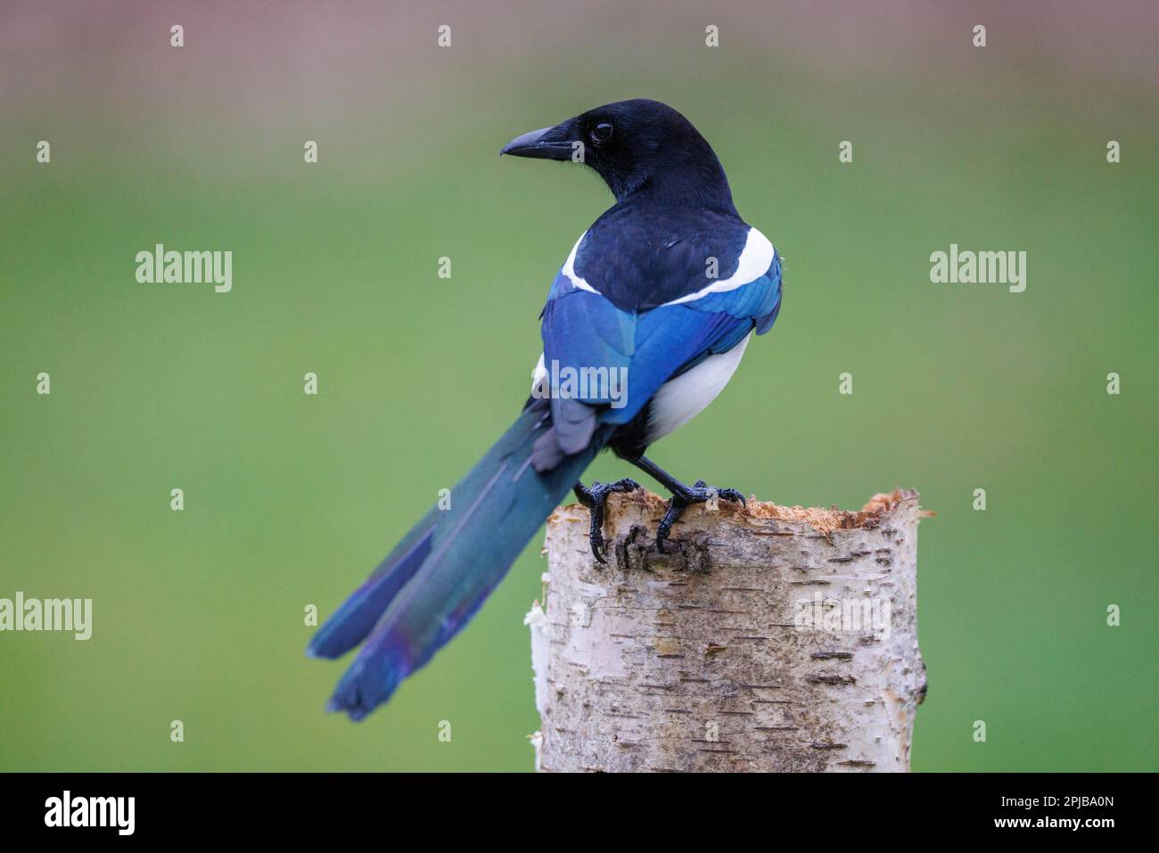 European magpie (Pica pica), Germany Stock Photo - Alamy