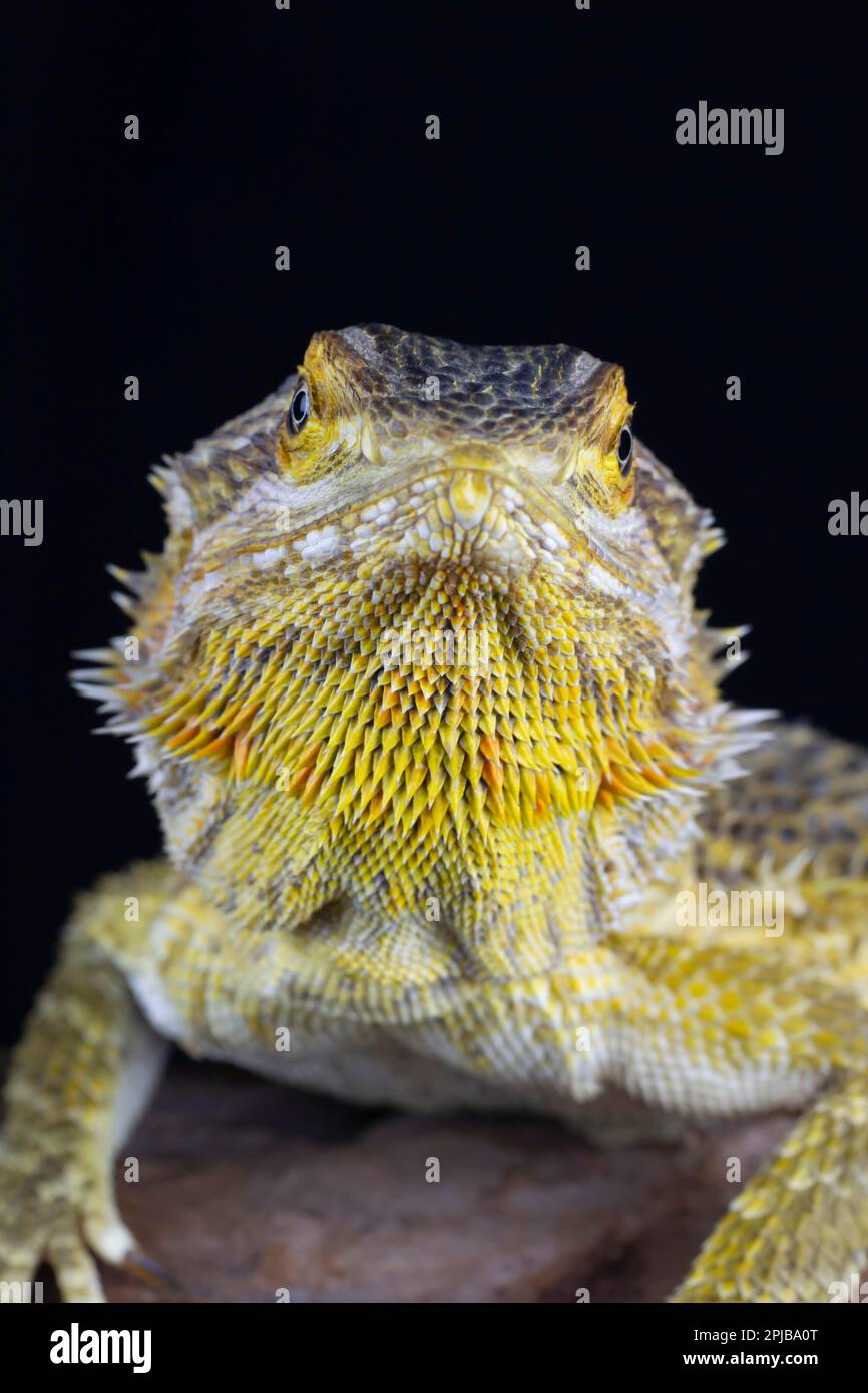 Bearded Dragon (Pogona Vitticeps) adult lizard animal portrait, England ...