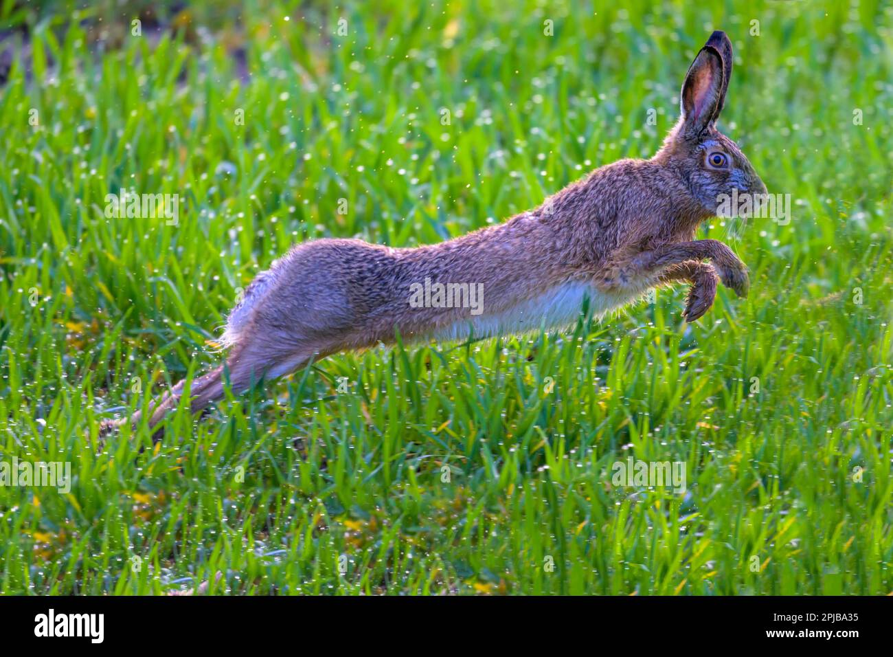 European hare (Lepus europaeus) jumping, Grifte, Hesse, Germany Stock ...