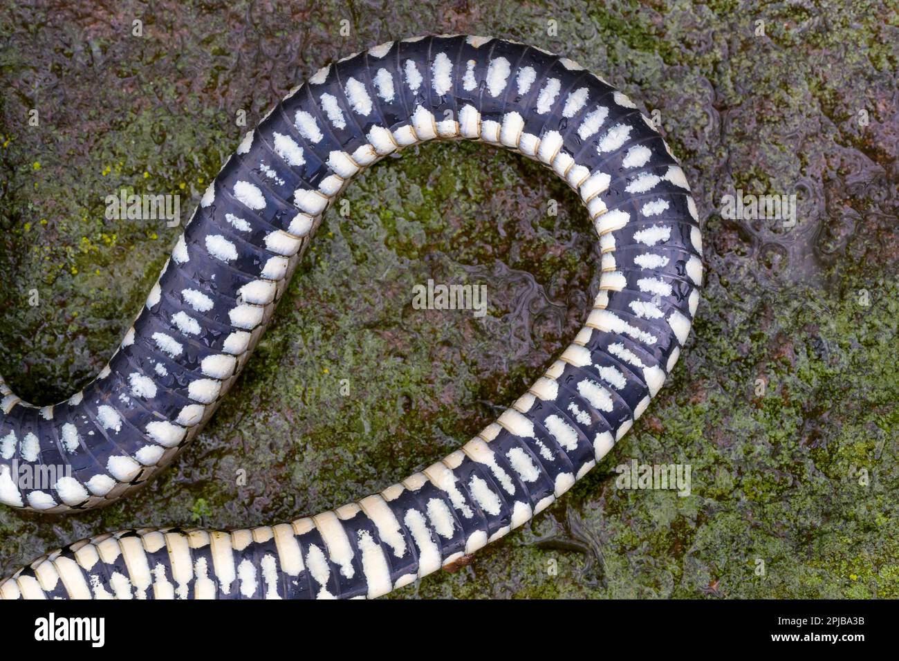 Grass snake (Natrix natrix), underside, Guxhagen, Hesse, Germany Stock Photo - Alamy