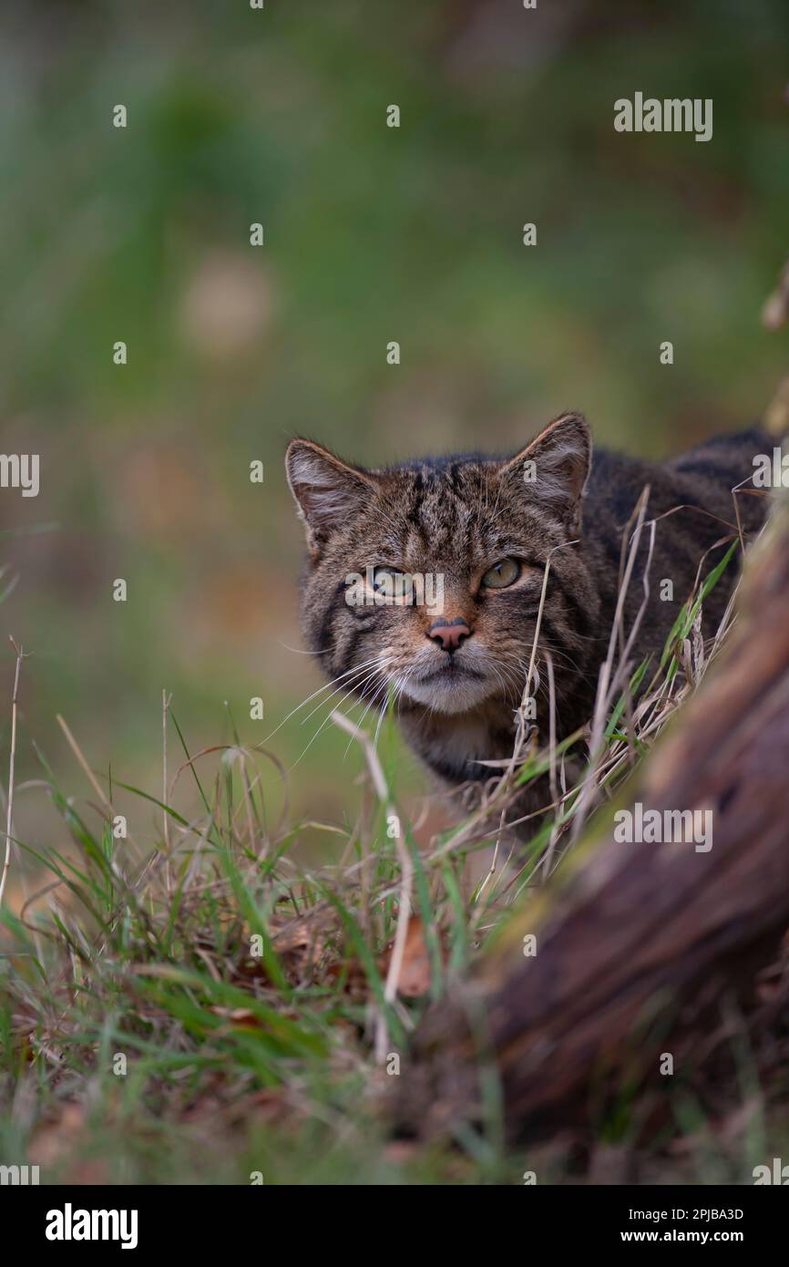 European wildcat (Felis silvestris) adult animal head portrait, United ...