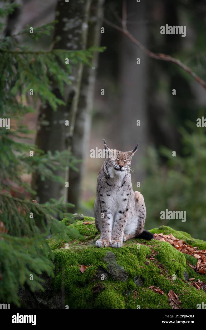 European lynx (Lynx lynx) adult animal sitting on a moss covered rock ...