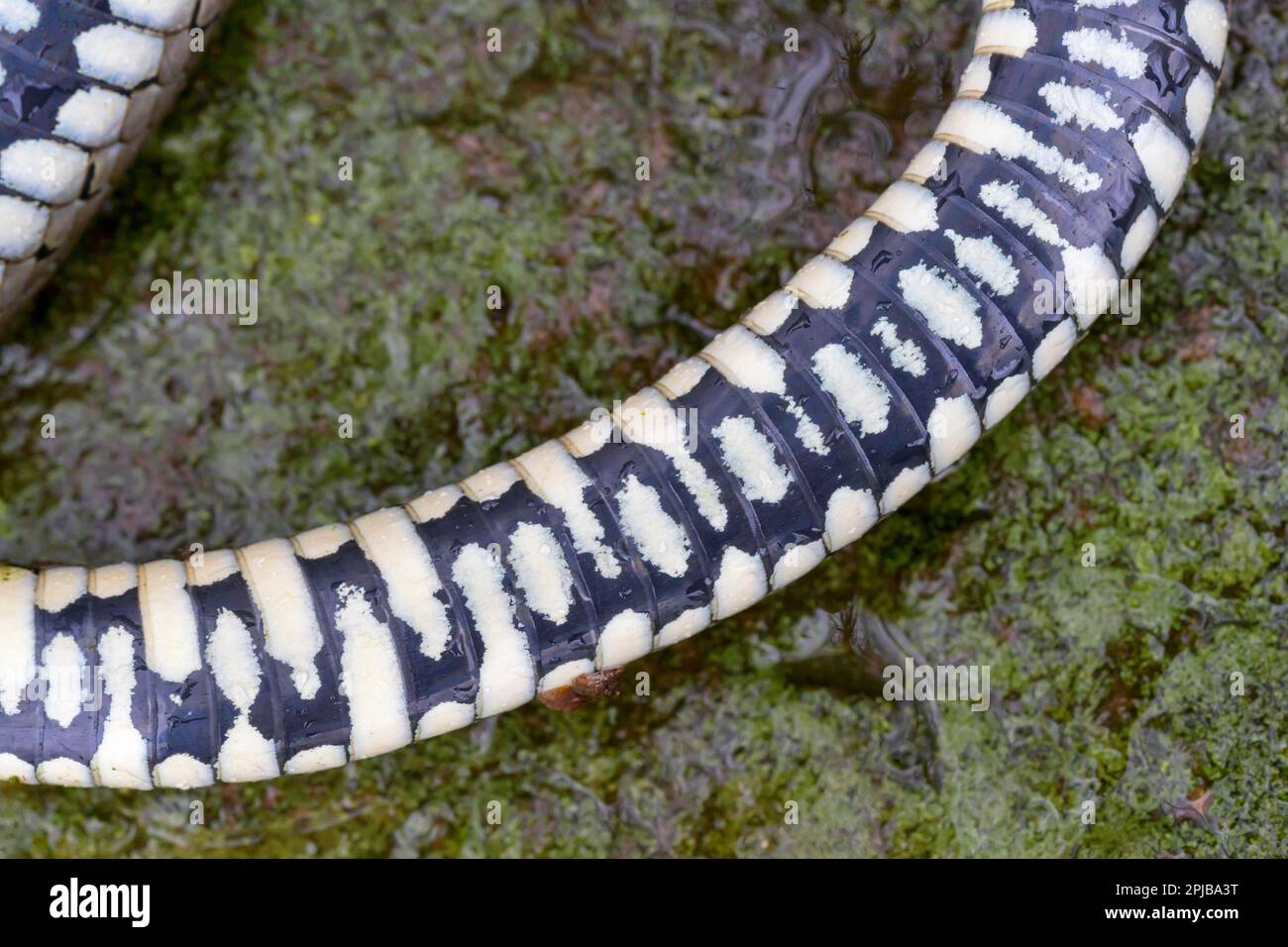 Grass snake (Natrix natrix), underside, Guxhagen, Hesse, Germany Stock ...