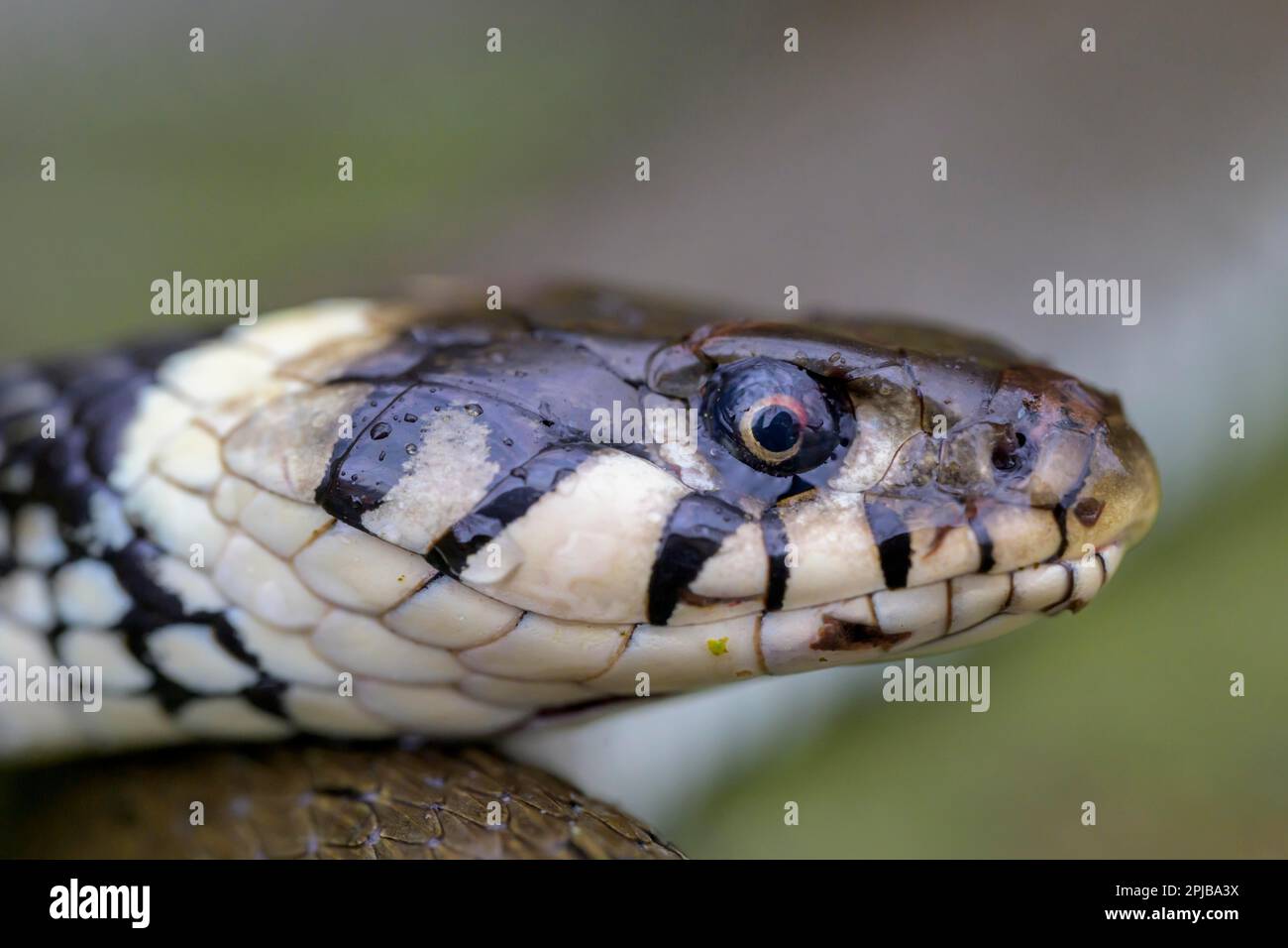 Grass snake (Natrix natrix), portrait, Guxhagen, Hesse, Germany Stock ...