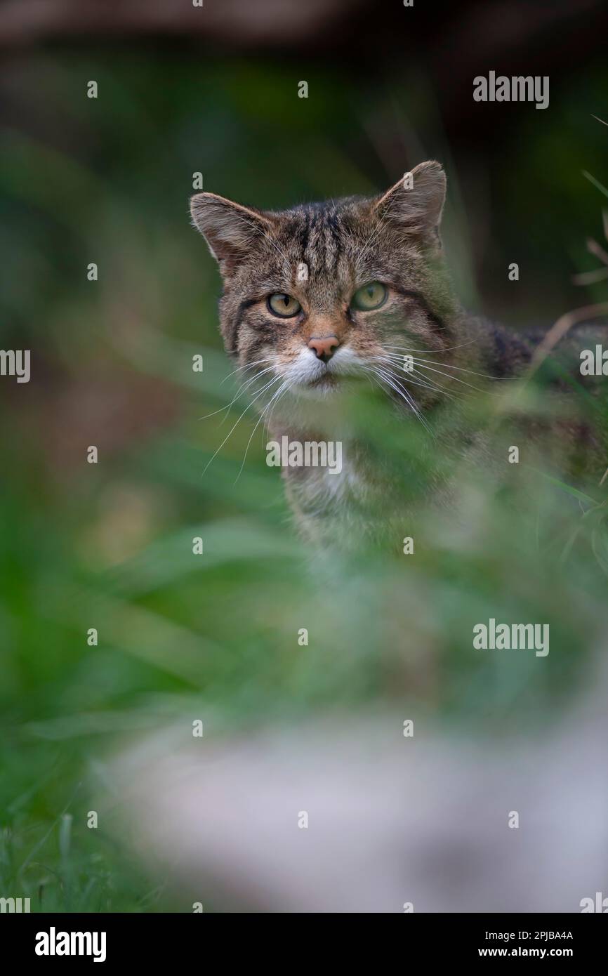 European wildcat (Felis silvestris) adult animal standing in grassland ...