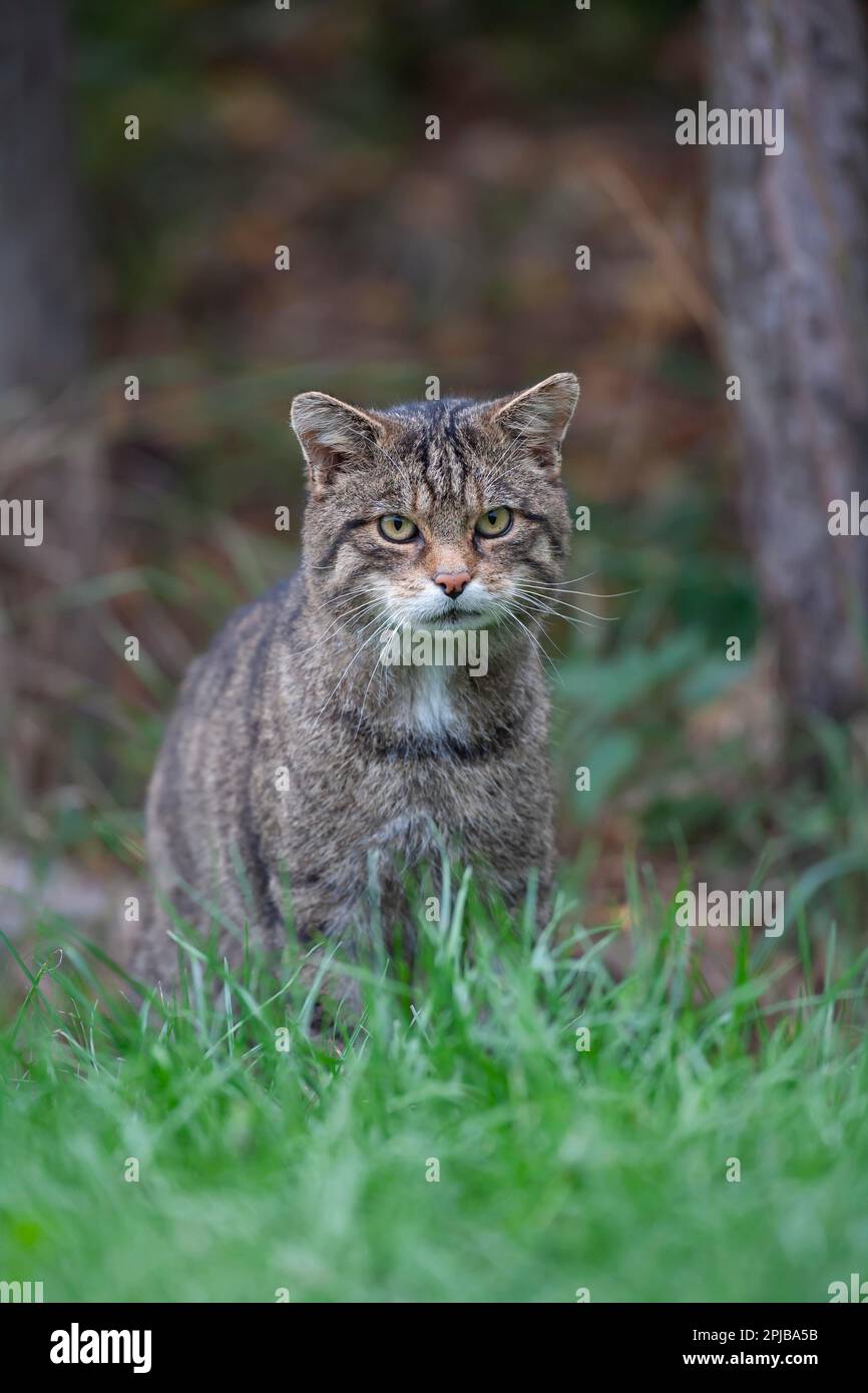 European wildcat (Felis silvestris) adult animal standing in grassland ...