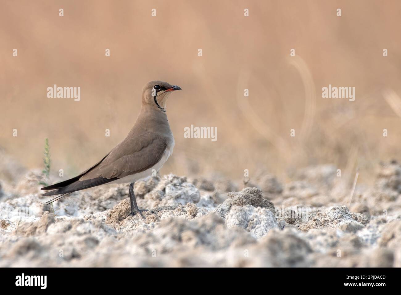 Collared pratincole (Glareola pratincola), also known as the common ...