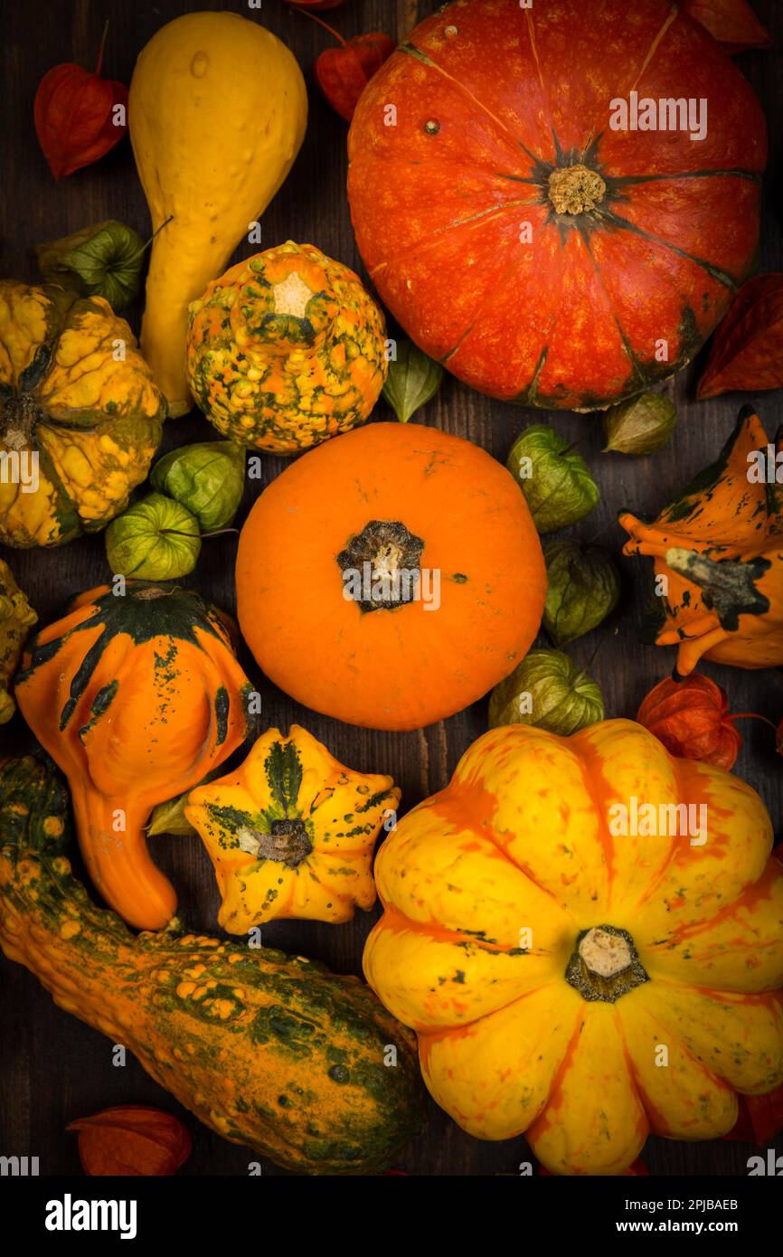 Assorted pumpkins for Thanksgiving and Halloween in warm colors Stock ...