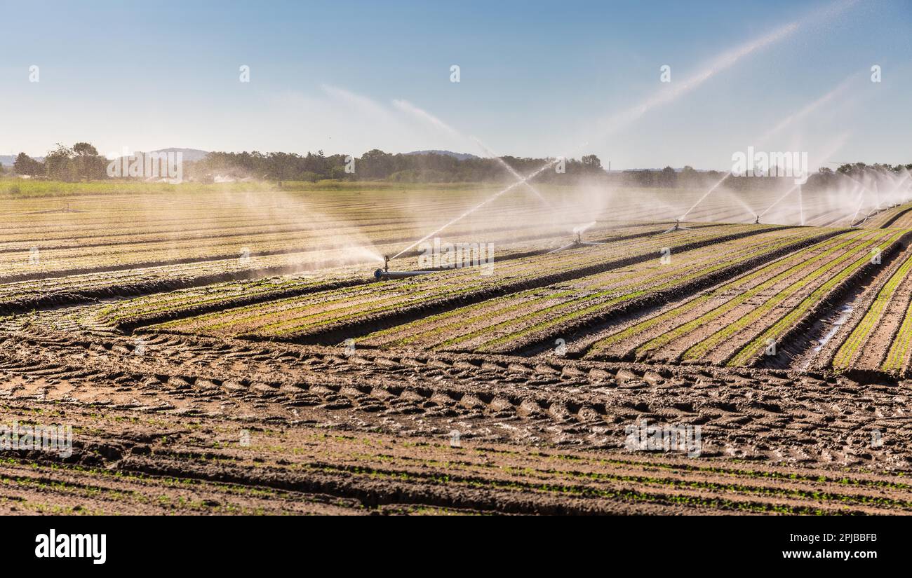 Irrigation system on a large farm field. Water sprinkler installation ...