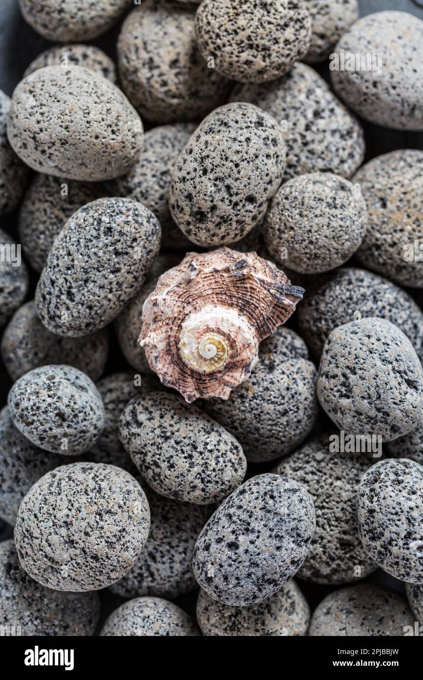 Natural lava stones with seashell as background Stock Photo - Alamy