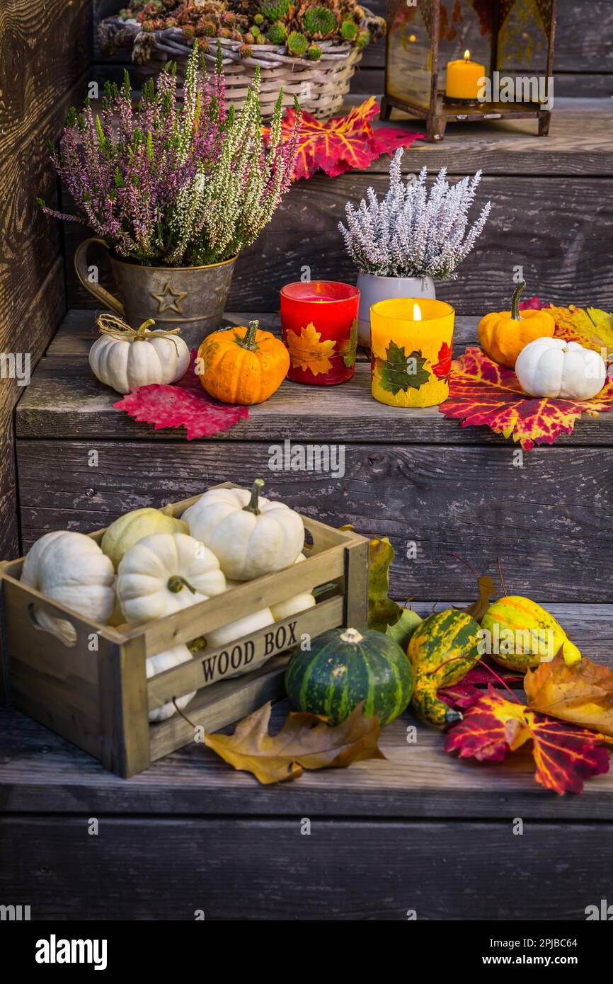 Autumn garden decoration on terrace and patio with pumpkins and heather ...