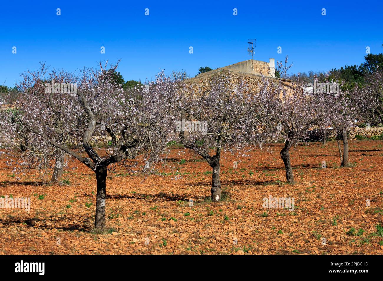 Mediterranean almond trees hi-res stock photography and images - Alamy
