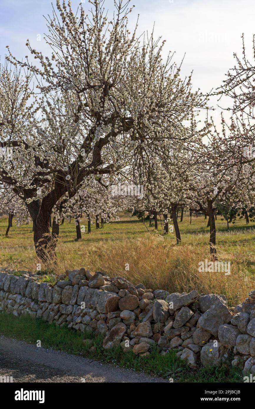 Europe, Spain, Balearic Islands, Majorca Island, Almond trees in ...