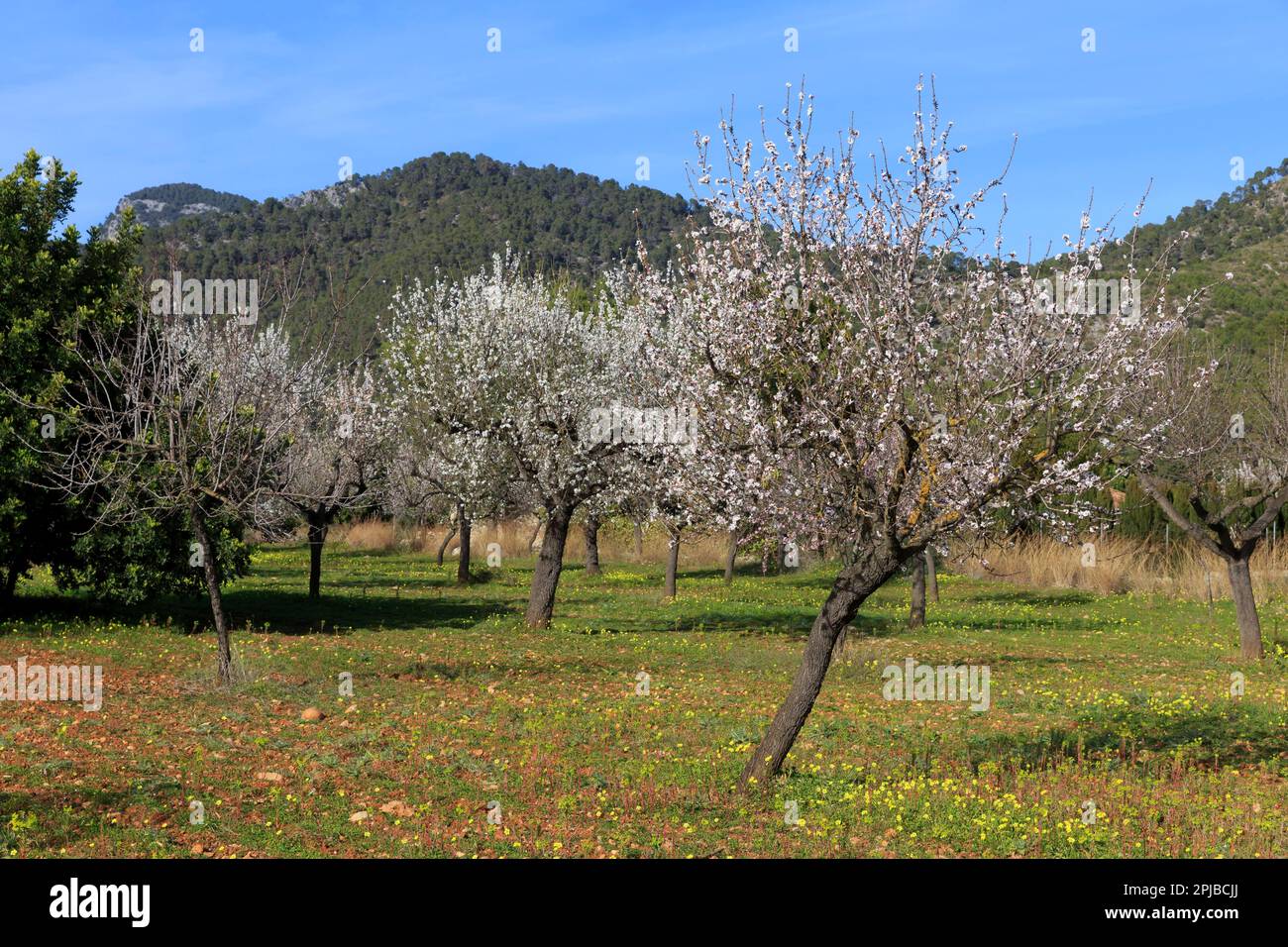 Almond blossom mallorca sea hi-res stock photography and images - Alamy