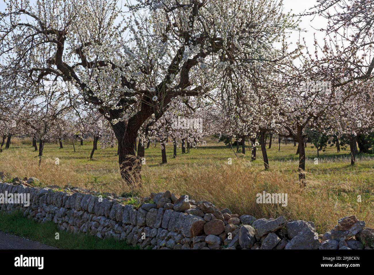 Almond blossom mallorca sea hi-res stock photography and images - Alamy