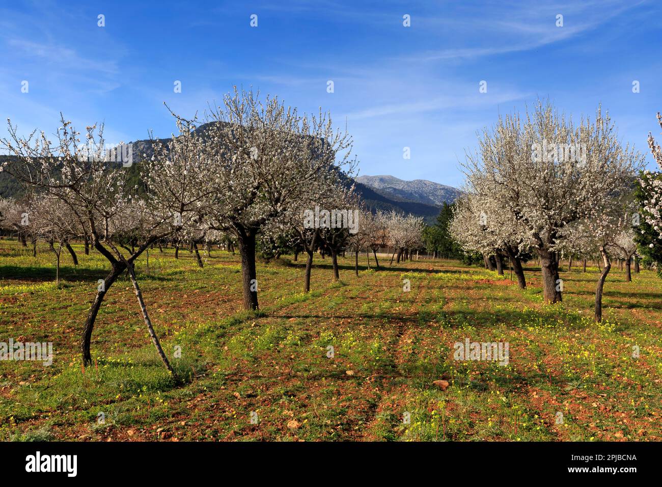 Europe, Spain, Balearic Islands, Majorca Island, Almond trees in ...