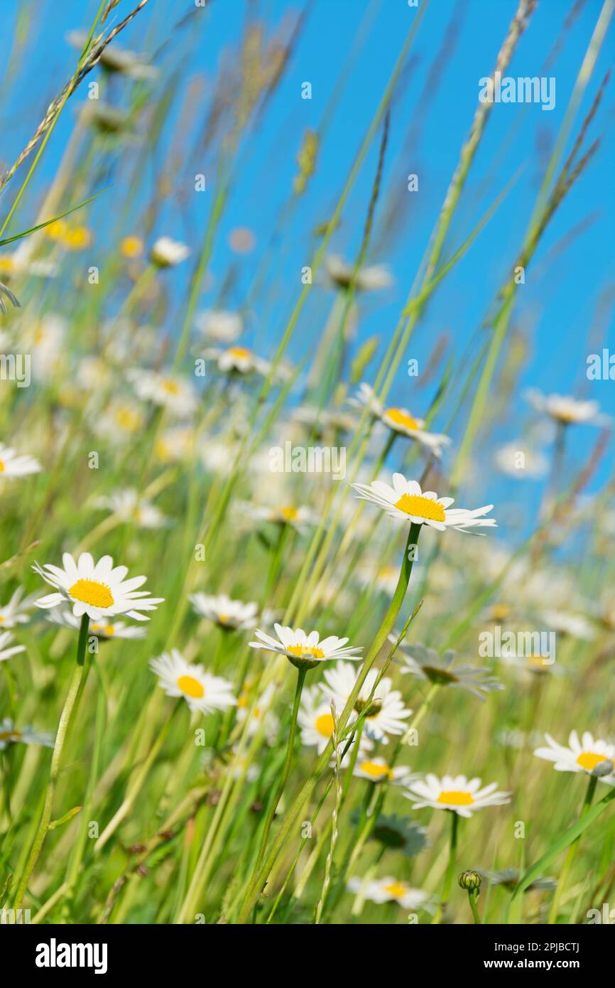 Flower meadow in summer, portrait format Stock Photo - Alamy