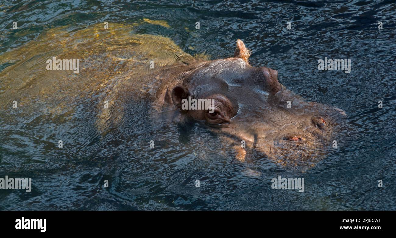 Hippo (Hippopotamus amphibius) in water. Hippo in water Stock Photo - Alamy